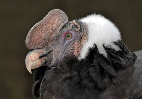 Andean Condor In Chile Habitat Facts And Where To See It