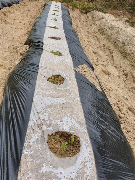 옥수수 심는시기 모종 씨앗 심기 옥수수 키우기 재배 방법 네이버 블로그 옥수수 심는시기 모종 씨앗 심기 옥수수 키우기 재배 방법 네이버 블로그