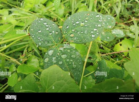 Capillary Action On Plant Leaves A Tiny Invisible Force Pulling Water