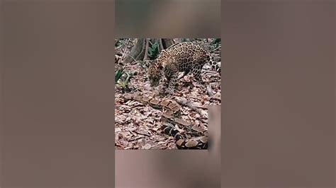 Leopard Vs Python The Hungrier You Are The Faster You Win Youtube
