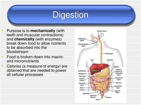 Digestion Meaning