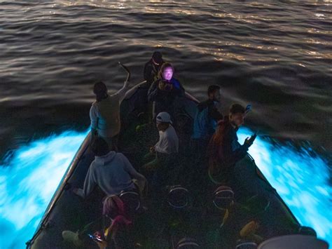 Where To See Bioluminescent Waves In Venice Venice Ca Patch