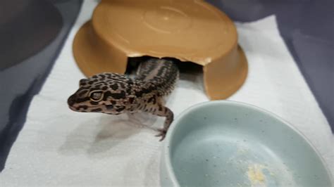 오늘의 레오파드 게코 블랙나이트 크뇽 미뇽 Youtube