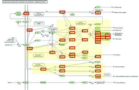 A Diagram Of The Age Rage Signaling Pathway In Diabetic Complications Download Scientific