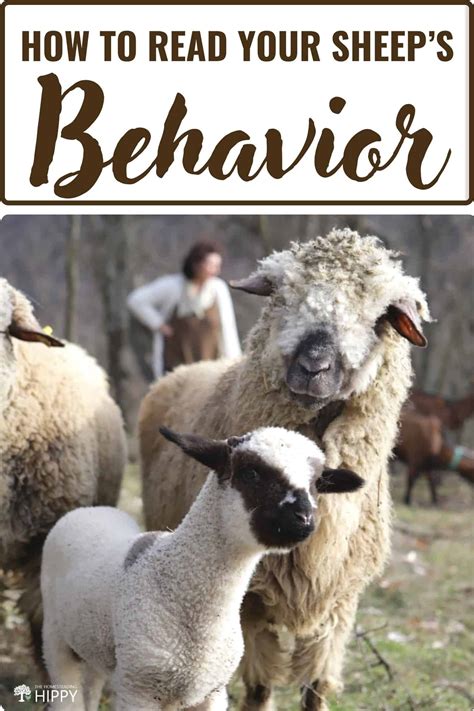 How To Read Your Sheeps Behavior