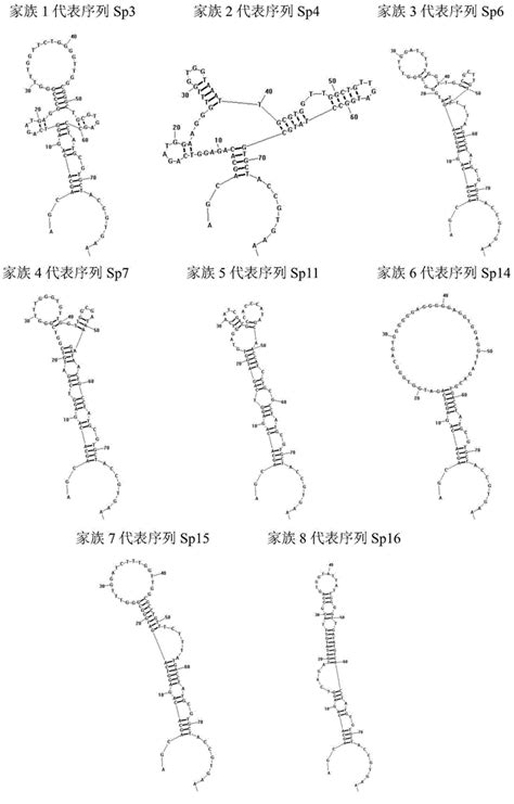 Oligonucleotide Aptamer Set For Specifically Identifying Bacillus Cereus Eureka Patsnap