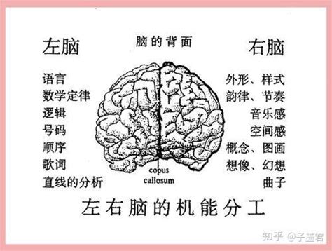 你知道人的左脑和右脑在思维上的差别吗？ 知乎