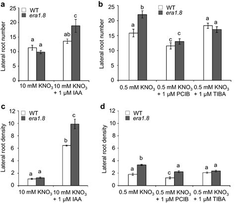 Arabidopsis Era1 8 Mutant Lateral Root Number Is More Sensitive To Iaa Download Scientific