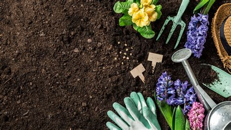 ყვავილების მოვლა მებაღეობა თბილისში 📌