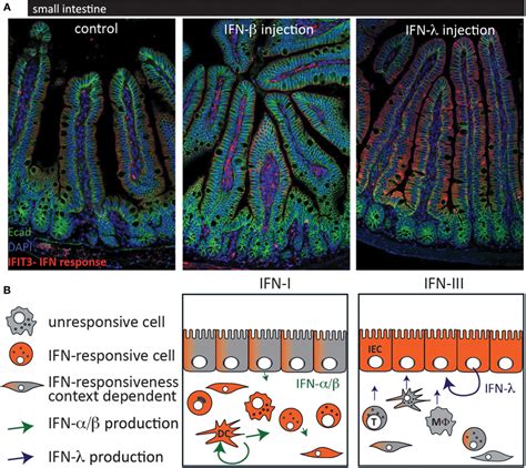 Cell Type Specific Responsiveness To Type I Interferons Ifn And Download Scientific Diagram