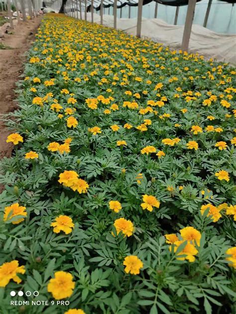 孔雀草花海 孔雀草花 孔雀草花语 大山谷图库