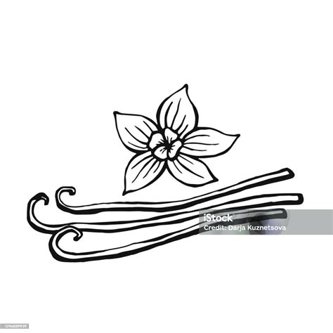 손으로 그린 바닐라 흰색으로 격리된 요소를 디자인합니다 요리 아이콘 벡터 일러스트레이션 바닐라 양념류에 대한 스톡 벡터 아트 및