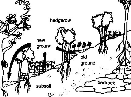 Soil And Water Conservation SWC Technologies And Agroforestry Systems International Institute