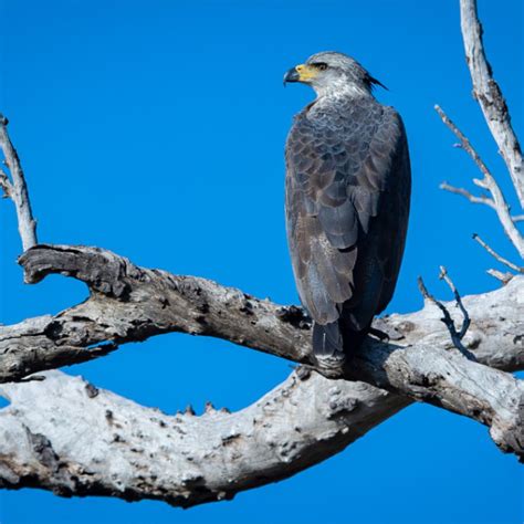 Clem Kouijzer On Linkedin Argentina Expedition Herping Photography