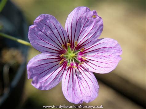 Trailing Geraniums • The Hardy Geranium Nursery