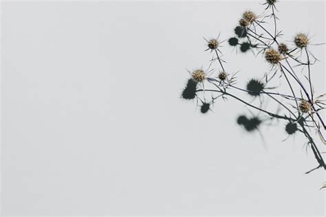 트렌디 한 그림자와 햇빛파스텔 블루 배경 위에 말린 이인두 꽃 복사 공간이있는 최소한의 여름 템플릿 플랫 레이 상단 보기 0명에 대한 스톡 사진 및 기타 이미지 Istock