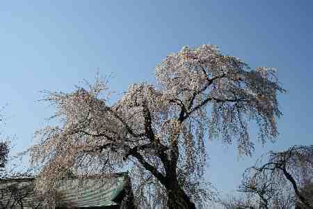 川越喜多院の枝垂桜 桜狩05 福島編 sakura 05 015 htm 111024 050516 050516