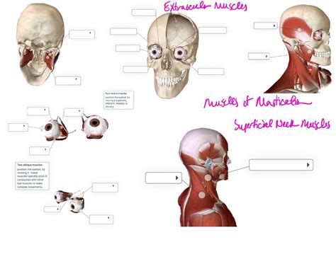 Biol 252l Lab 5 2 Of 8 Diagram Quizlet