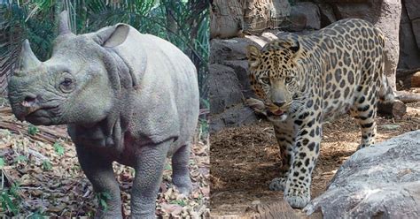 5 Endangered Species Of Animals And How We Can Save Them Learn About