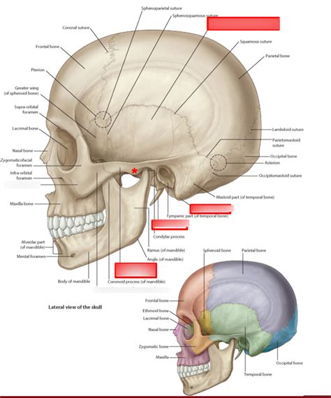 Temporal And Zygomatic Bone Osteology Diagram Quizlet