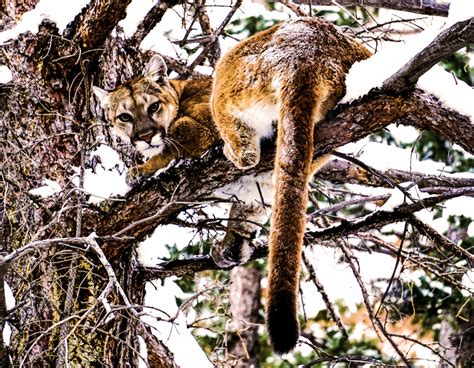 Our Work With Cougars Bodhi Wildlife Conservation Specialists
