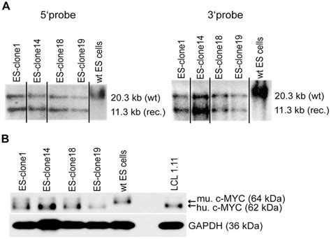 Confirmation Of Homologous Recombination And C Myc2 Expression In Es Download Scientific