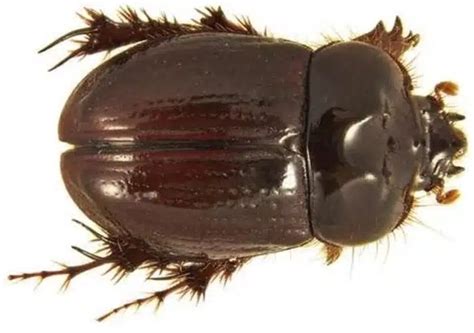 A Novel Beetle Species Unveiled Sporting An Enormous Reproductive