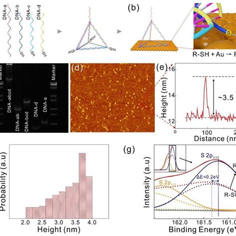 A Schematic Illustration Of The Synthesis Process Of Dna Tetrahedron Download Scientific