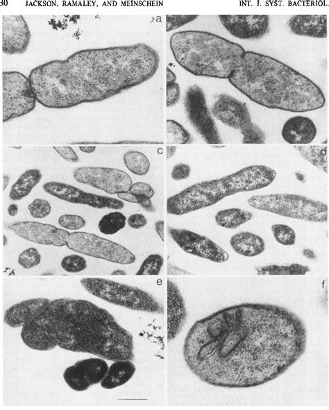 Figure 1 From Thermomicrobium A New Genus Of Extremely Thermophilic Bacteria Semantic Scholar