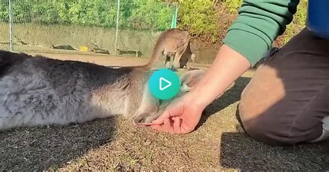 Attempting To Feed A Very Very Sleepy Wallaby Album On Imgur