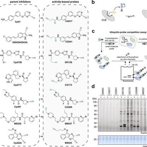 Design And Evaluation Of An Activity Based Probe Library Derived From Download Scientific