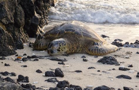 Revealing The Strange Sex Life Of The Extremely Rare Turtle