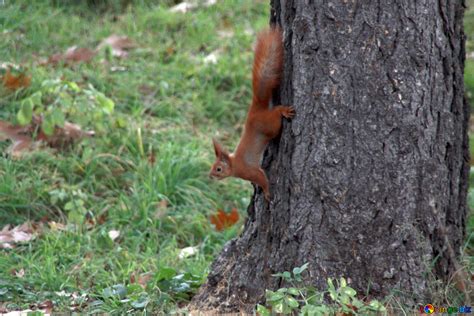 Squirrel On Tree Trunk Free Image 596