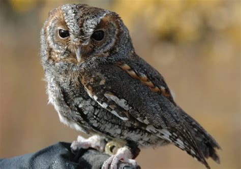 20 Popular Types Of Owls With Pictures And Identification
