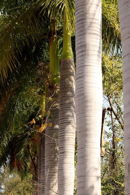 Premium Photo Royal Palm Tree Stem