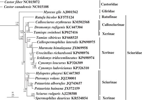 Phylogenetic Tree Of The Relationships Among 20 Species Of Rodentia