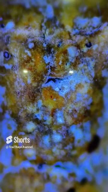 2 000 บาทเพื่อ Fc พระสมเด็จวัดระฆังพิมพ์ใหญ่หลังเซี้ยน ใหญ่ ชินบัญชร T 0925676443