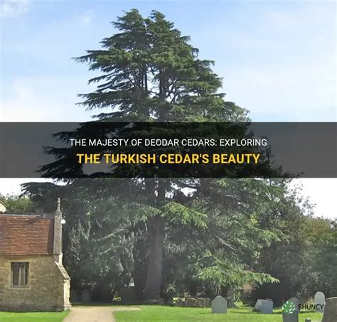The Majesty Of Deodar Cedars Exploring The Turkish Cedars Beauty Shuncy