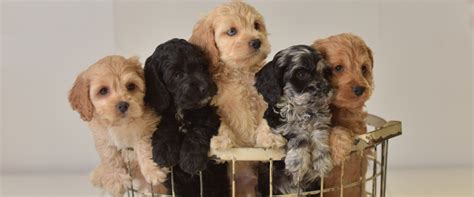 Midwest Doodle Ranch Home