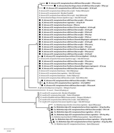 Dermacentor Marginatus And Dermacentor Reticulatus And Their Infection By Sfg Rickettsiae And
