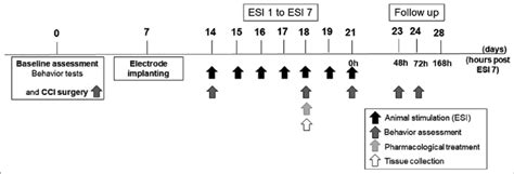 Experimental Design For Single And Repetitive ESI Download Scientific Diagram
