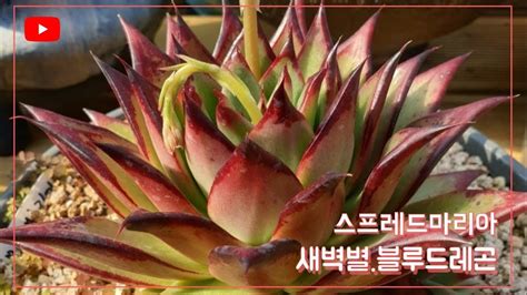 새벽별스프레드마리아블루드레곤 Youtube