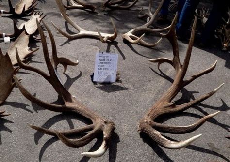 Elk Antler Auction Jackson Hole Elk Antlers Antlers Decor Antlers