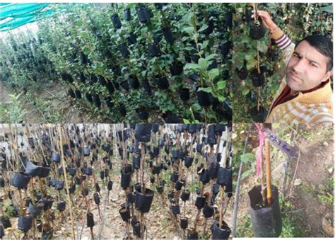 Rootstock Multiplication Technology Developed By Icar Cith Agribot News Articles And Events