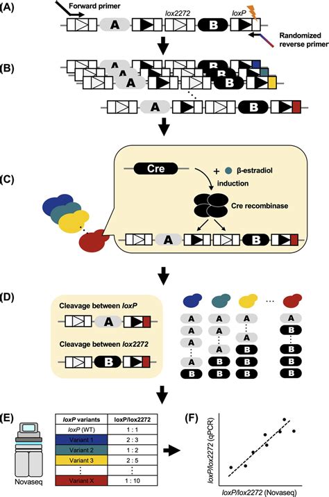 Workflow Of This Research Our Workflow Was Divided Into Six Steps Download Scientific Diagram