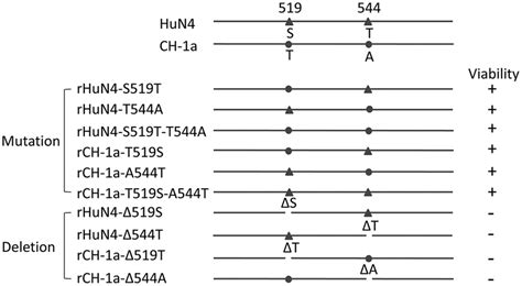 Schematic Representation Of The Construction Of Mutant Viruses Amino