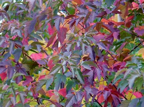 Box Elder Maple Sensation Plants For Spaces