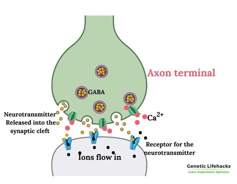 Gaba Neurotransmitter