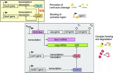 Regulation Of Colicin E2 Expression And Release The Interaction Scheme Download Scientific