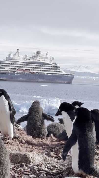 Julia Loria On Linkedin Exploretoinspire Ponant